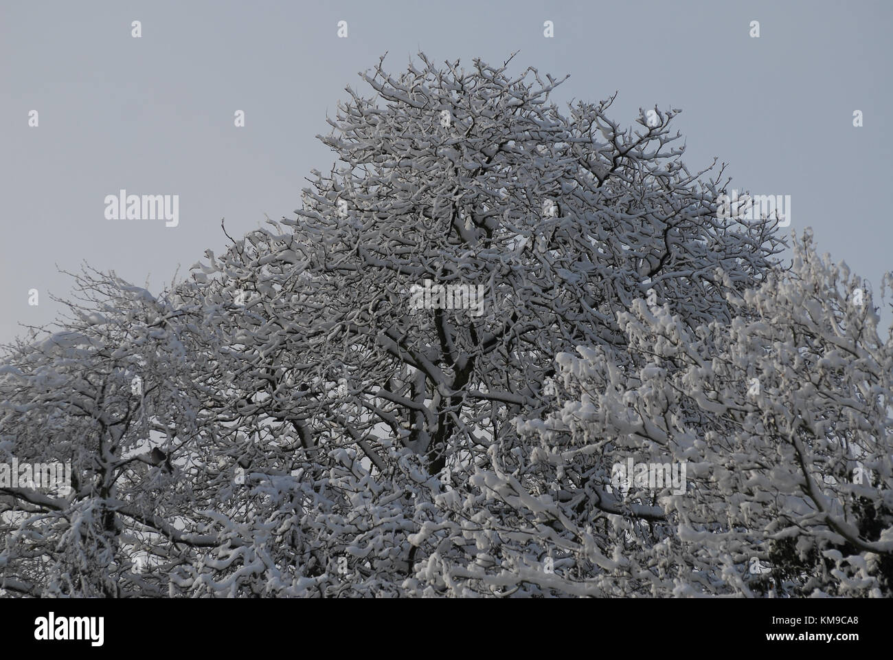Tree with heavy snow on it Stock Photo - Alamy