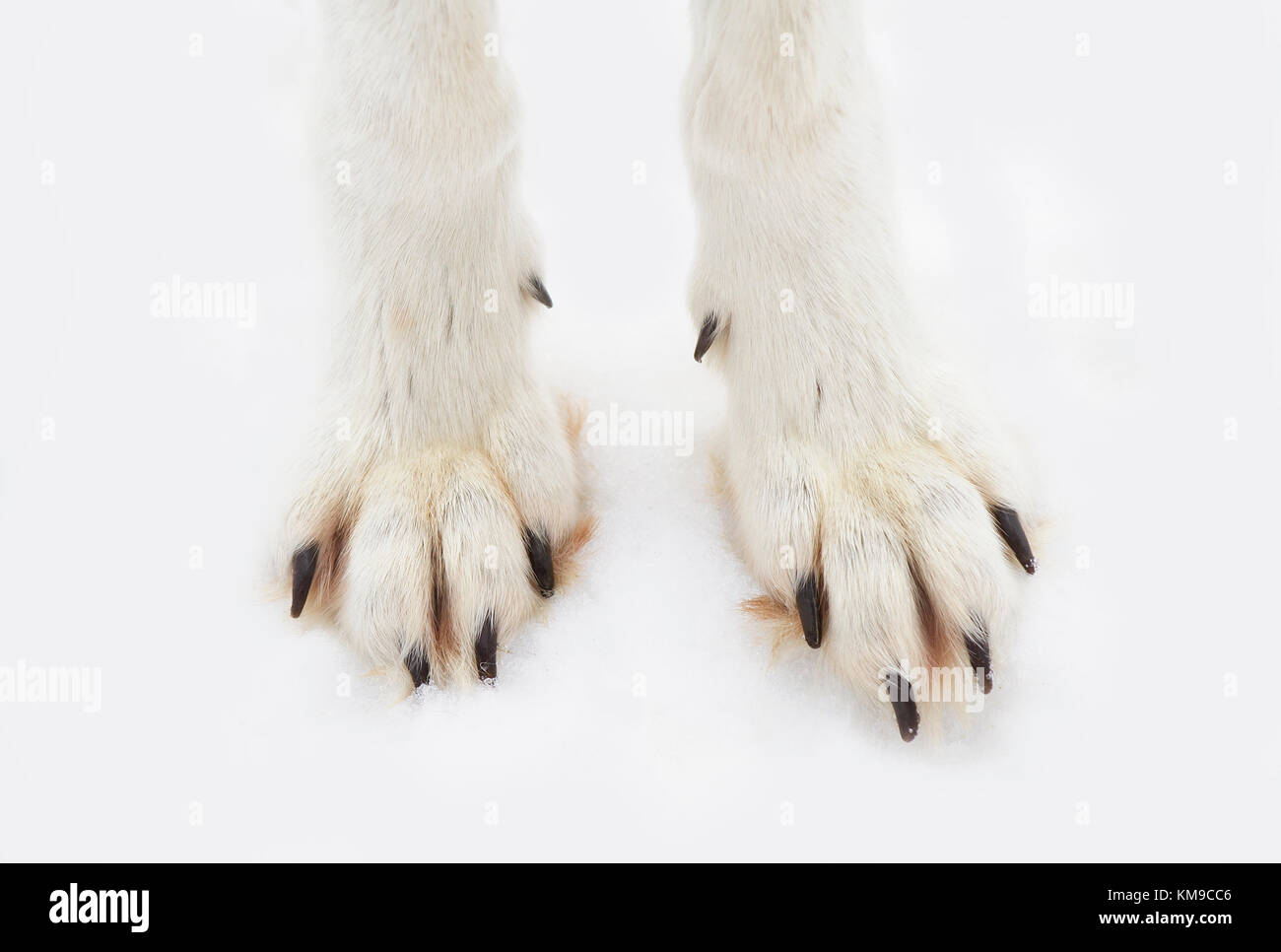 Timber wolf or grey wolf (Canis lupus) closeup of feet standing in the ...