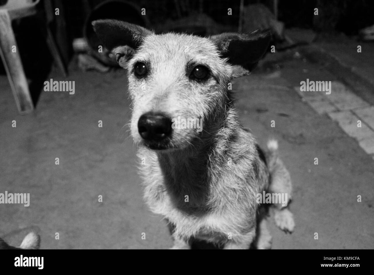 Dog with owner sad hi-res stock photography and images - Alamy