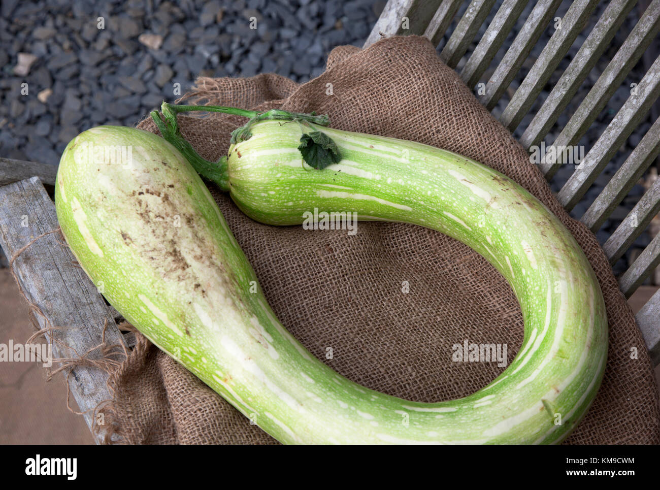 Trombone squash hi-res stock photography and images - Alamy