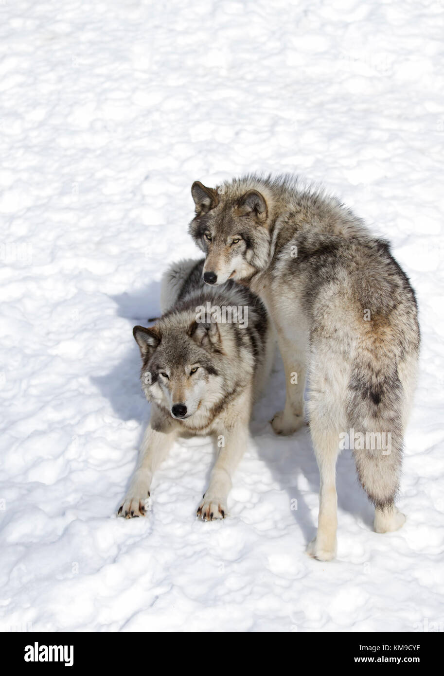 Two Timber wolves or grey wolves (Canis lupus) standing beside each ...