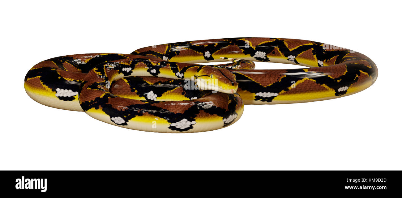 3D rendering of a Reticulated python or Python reticulatus, a species ...