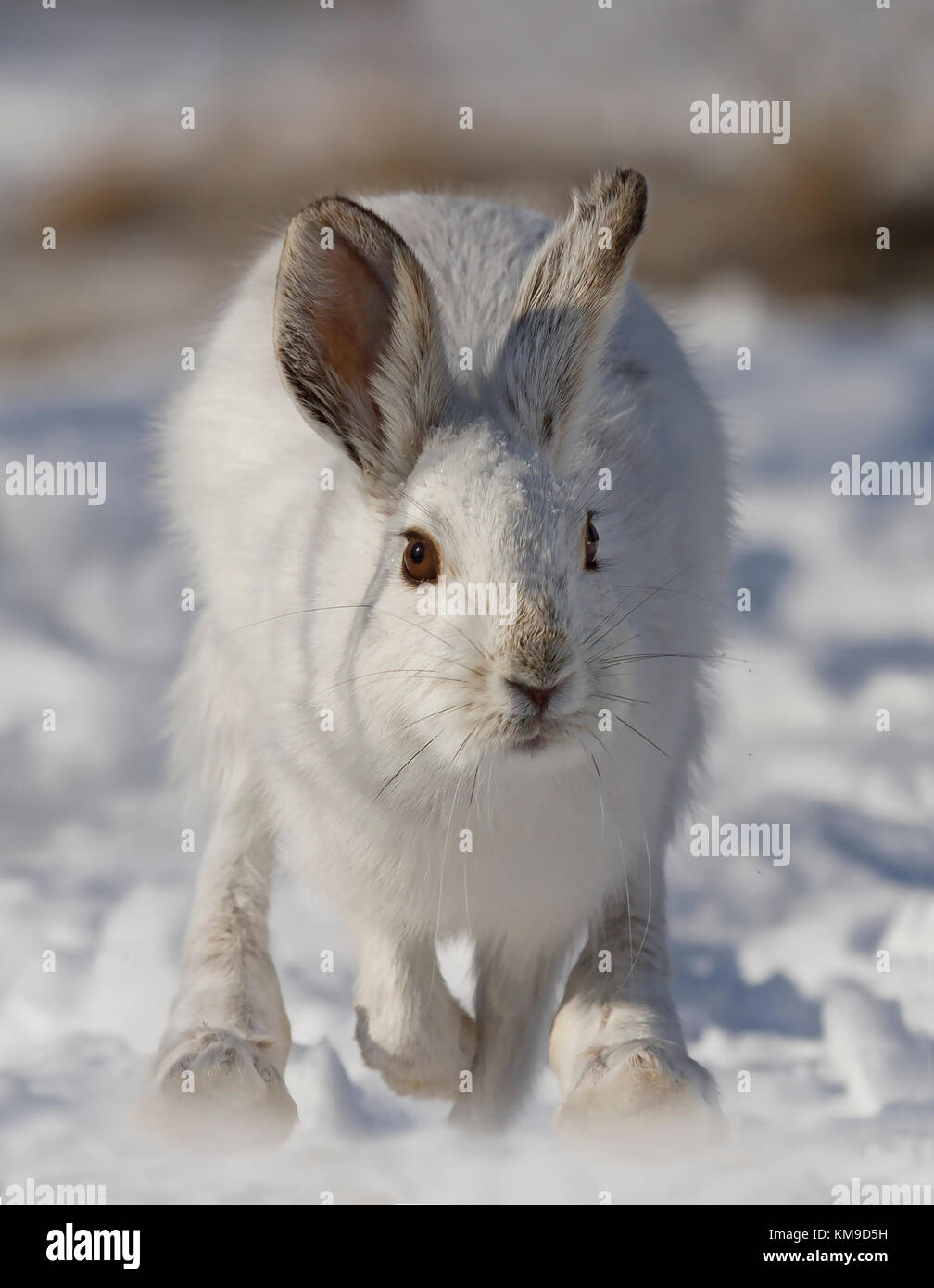 Snowshoe hare or Varying hare (Lepus americanus) running in the winter ...