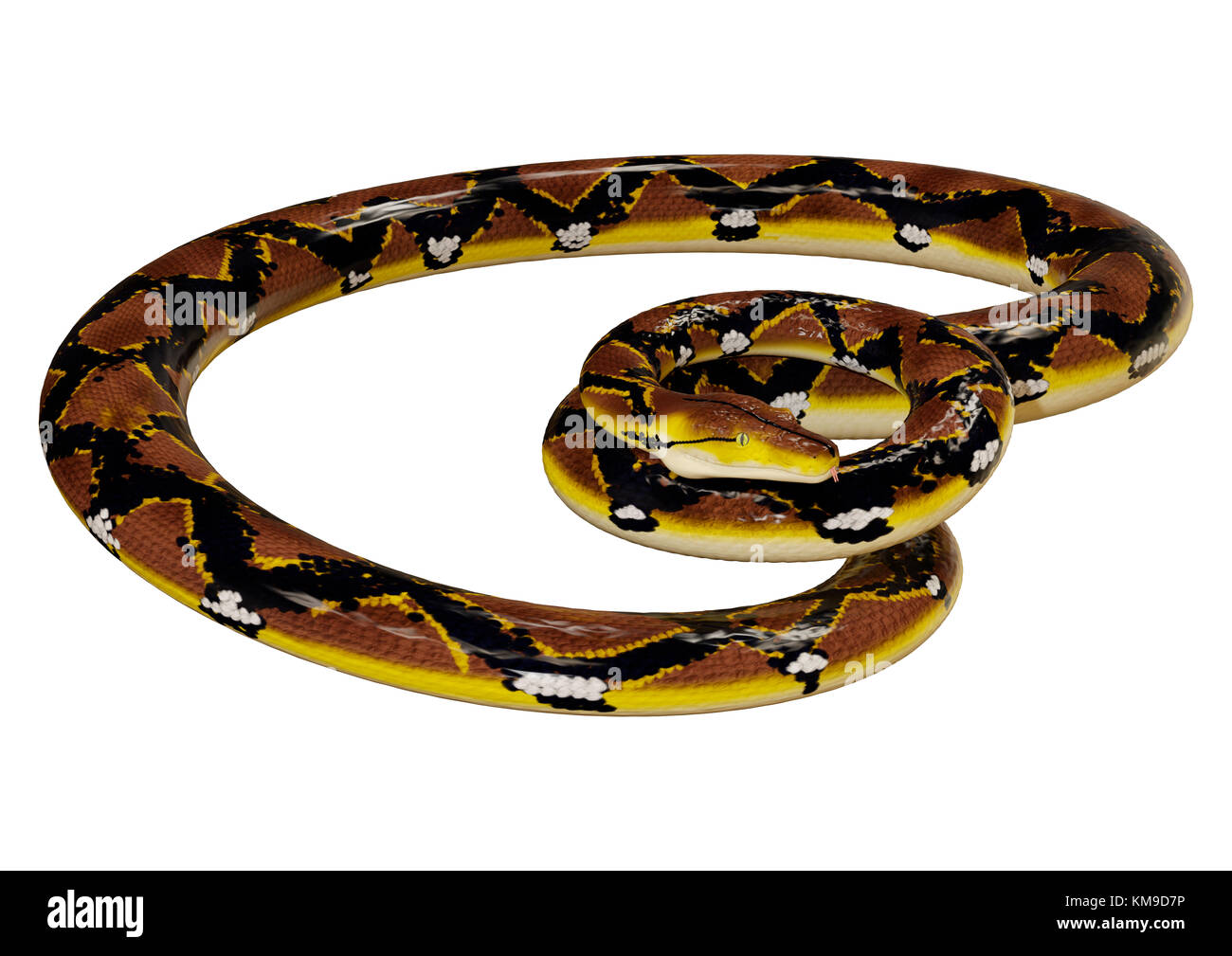 Reticulated python white background Cut Out Stock Images & Pictures - Alamy