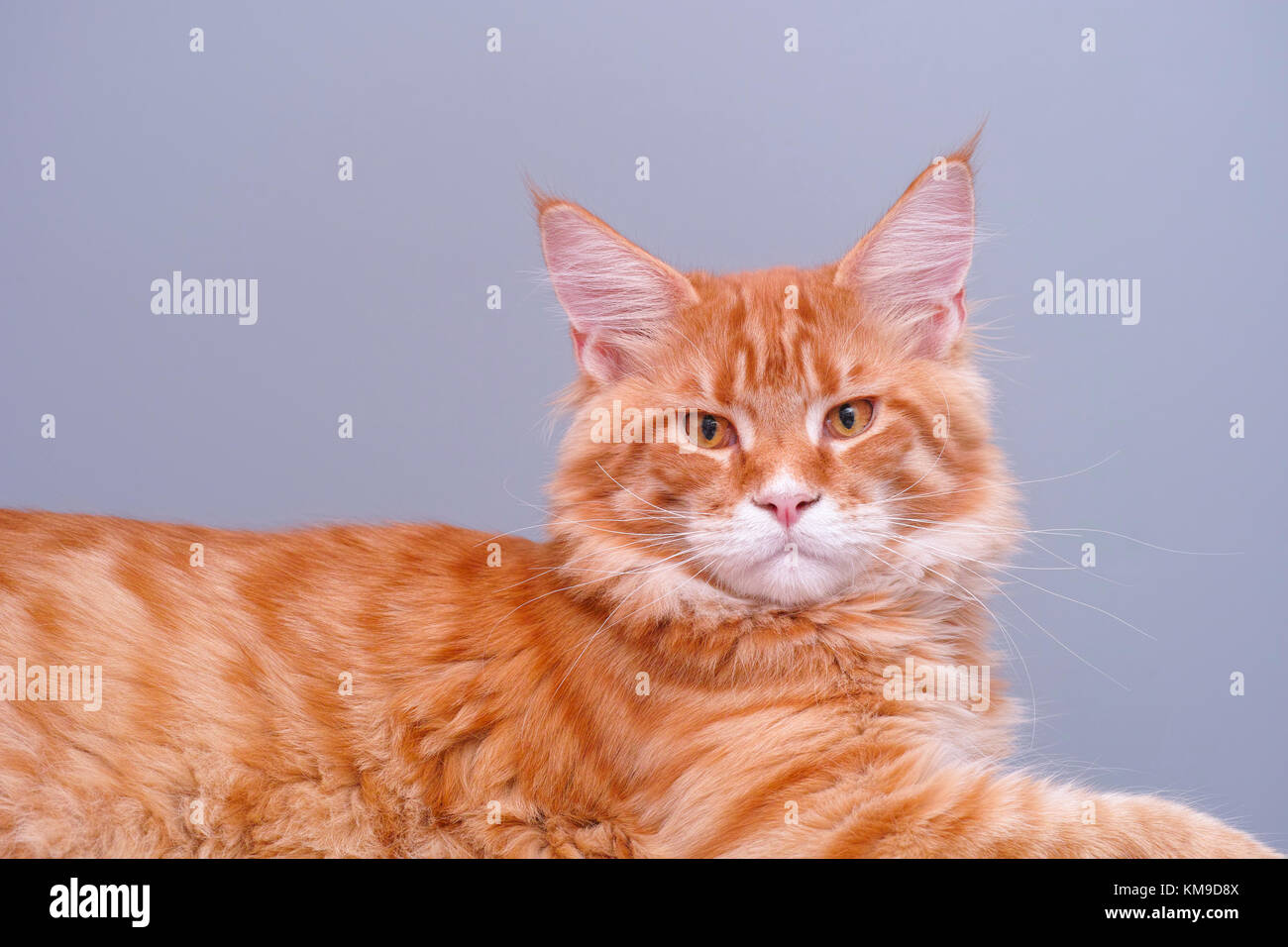 Red Maine Coon Cat on grey background looking at camera . Red Spotted ...