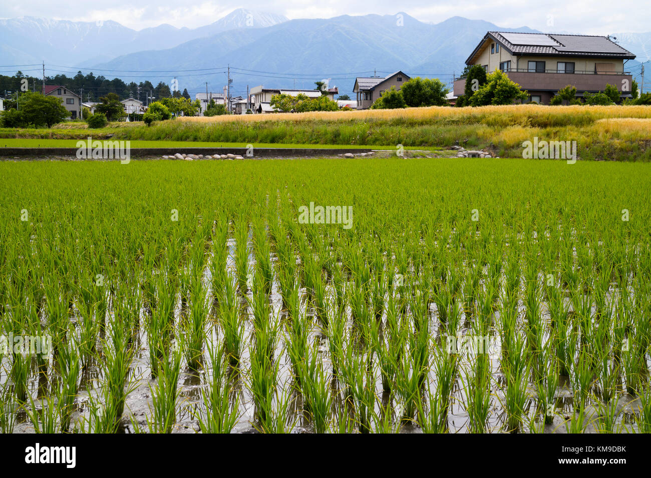 Hokata - Japan, June 6, 2017: Rice field with green young plants in ...
