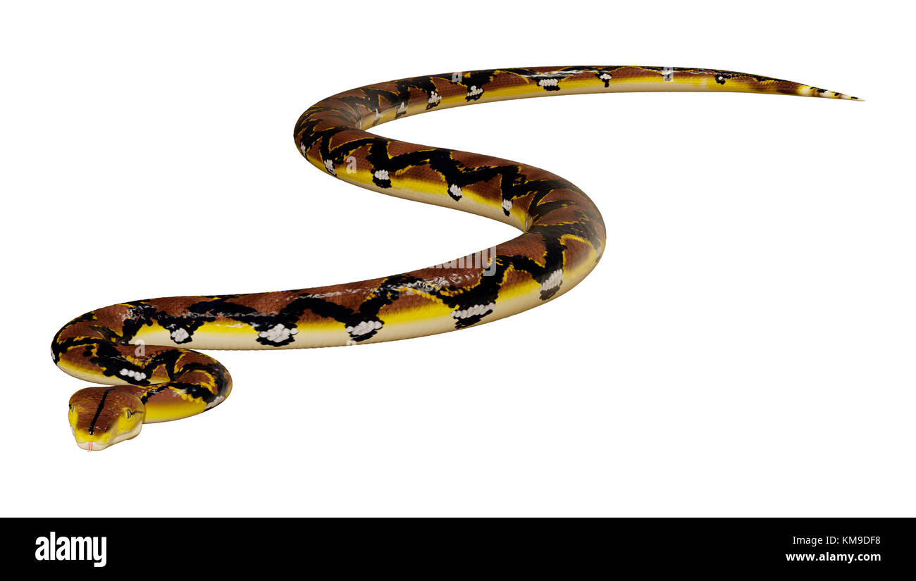 3D rendering of a Reticulated python or Python reticulatus, a species ...