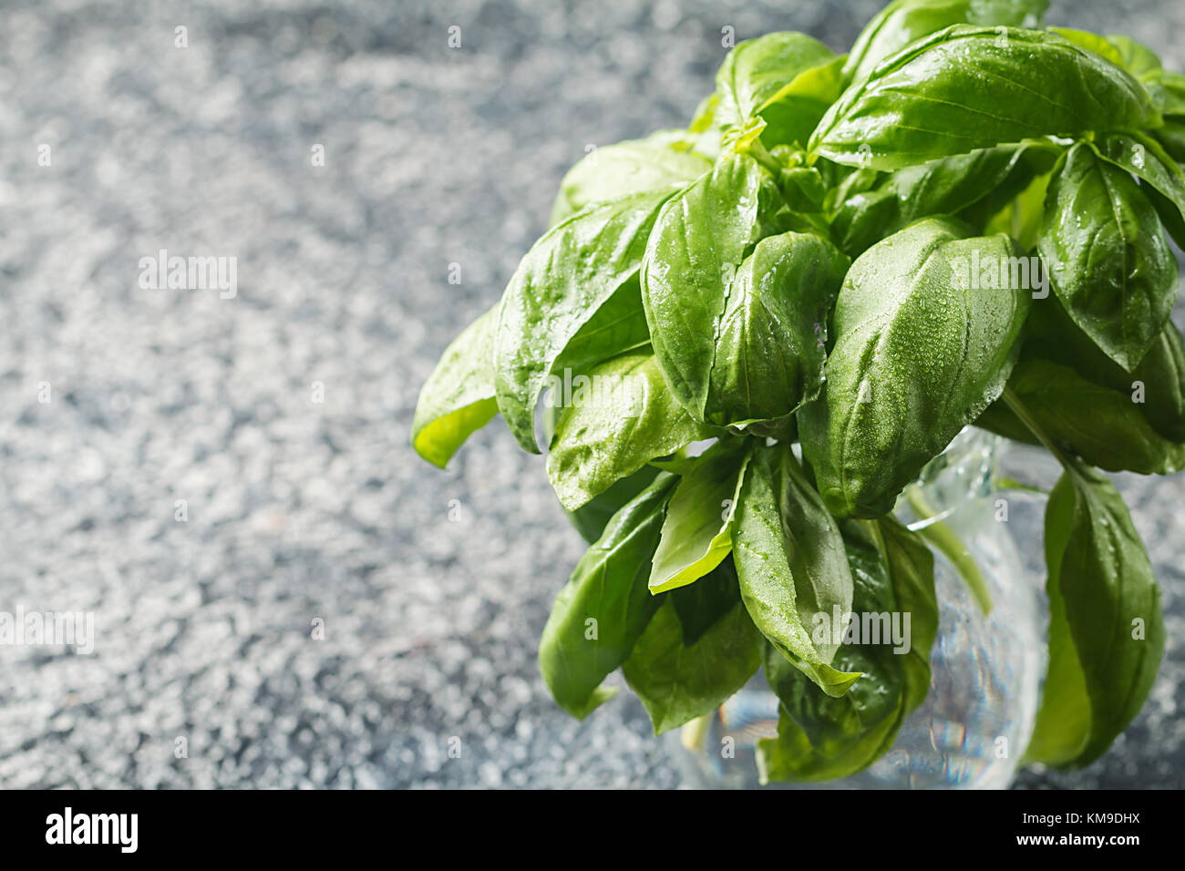 Fresh green basil plant for healthy cooking, herbs and spices Stock ...