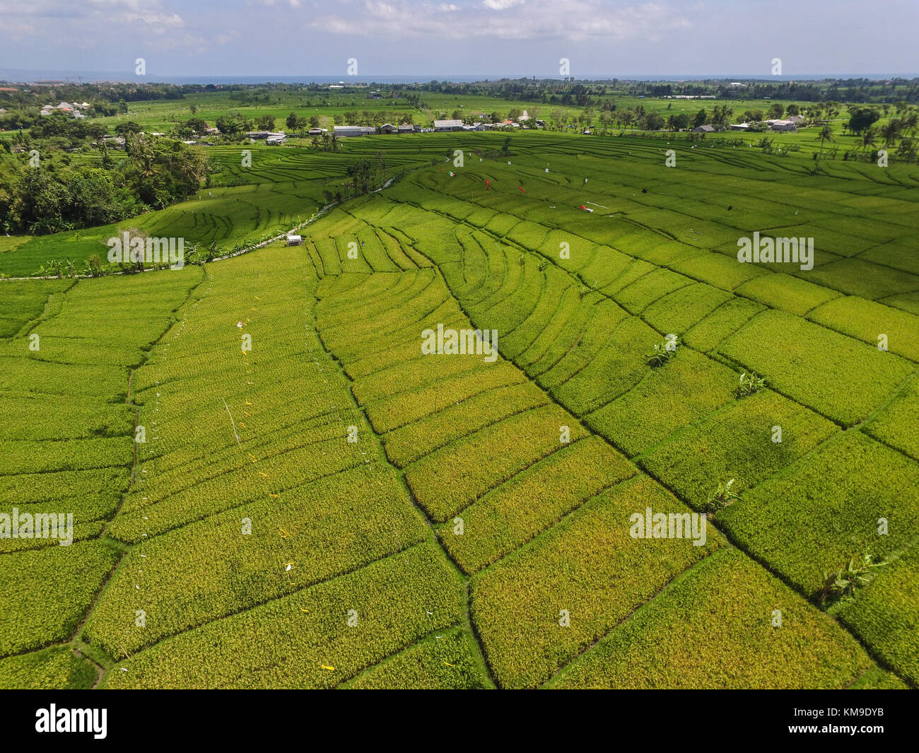 rice paddy terrace in Tabanan Bali Stock Photo - Alamy
