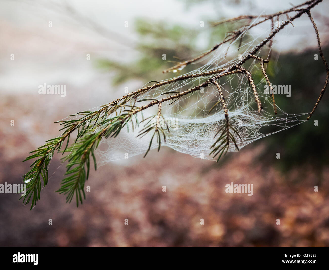 Spider web on a fir tree branch, Montana, Bulgaria Stock Photo - Alamy