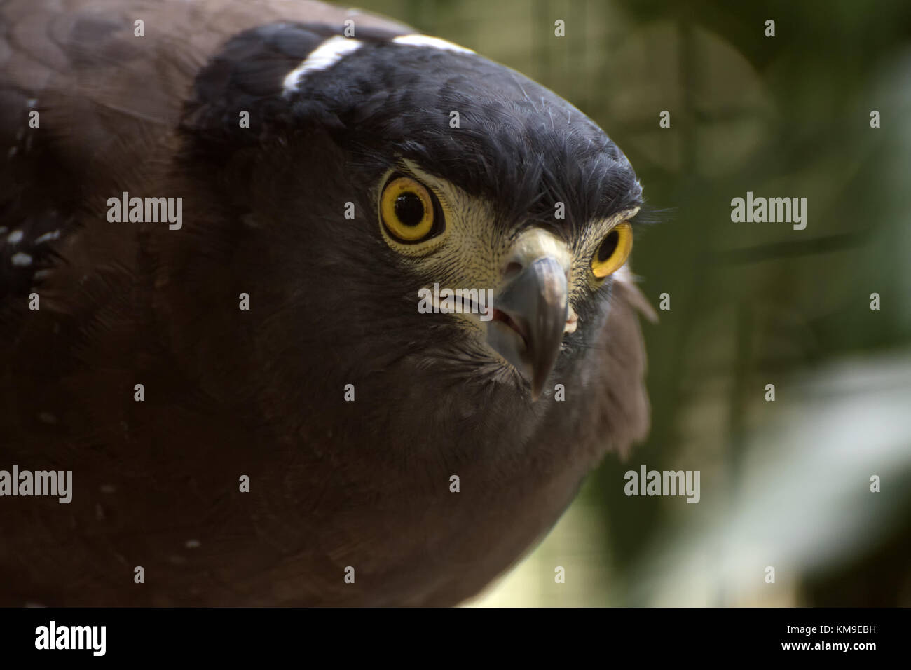 Portrait of a Crested Serpent Eagle, West Java, Indonesia Stock Photo ...