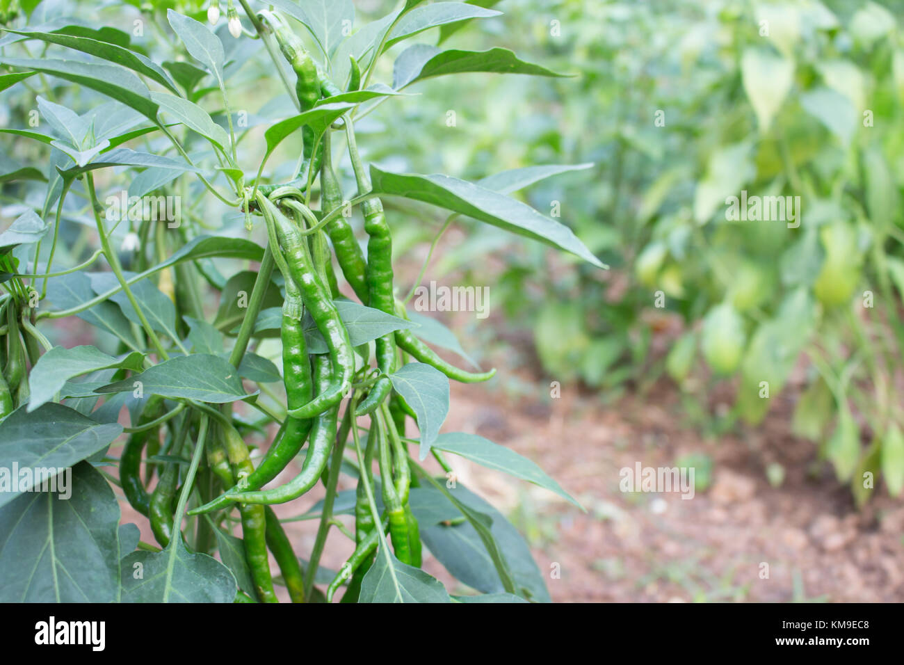 Chilly peppers , Chilly tree , Chilly plant Stock Photo - Alamy