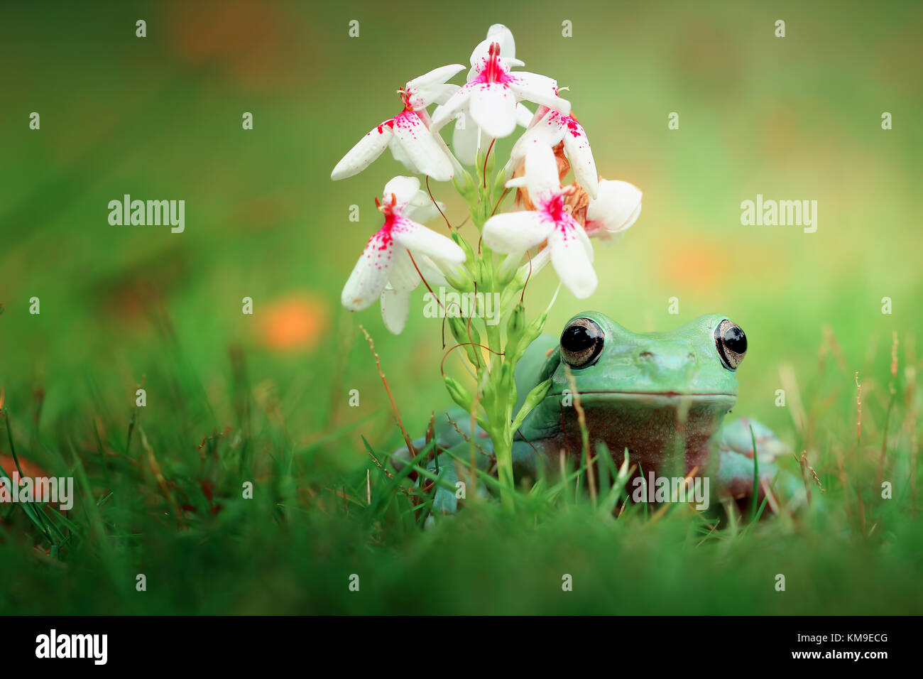 Dumpy frog sitting under a flower Stock Photo - Alamy