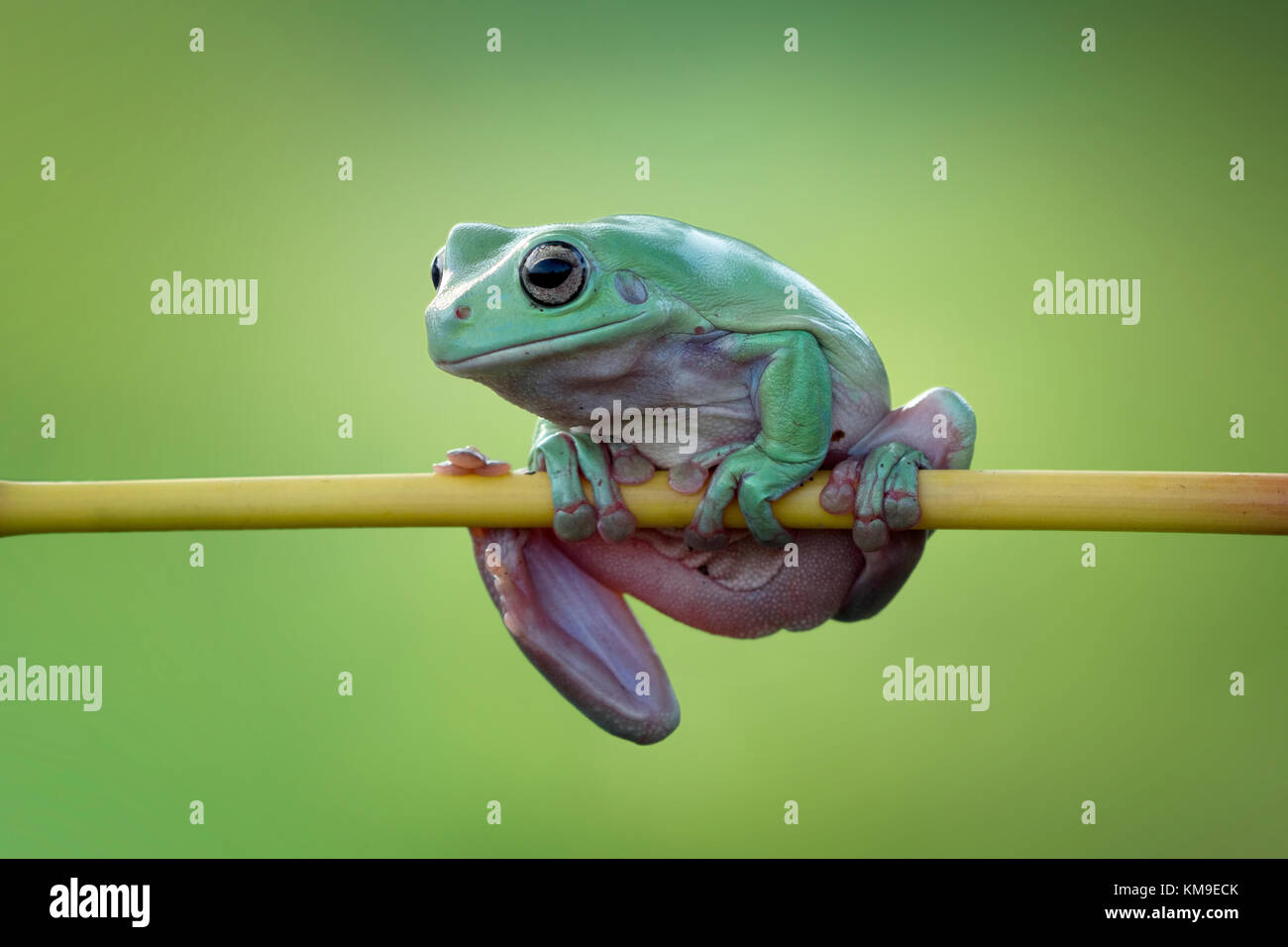 Dumpy frog hi-res stock photography and images - Alamy