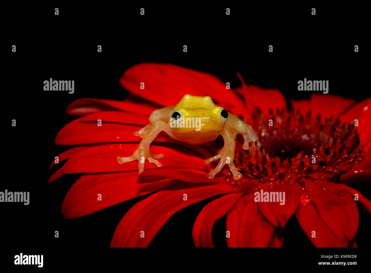 Frog flowers hi-res stock photography and images - Alamy