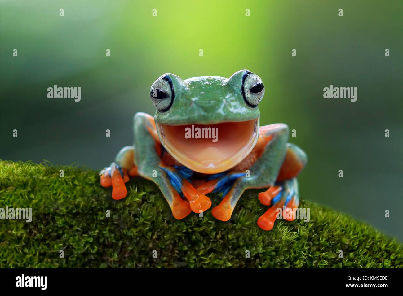 Portrait of a Javan tree frog laughing, Indonesia Stock Photo - Alamy