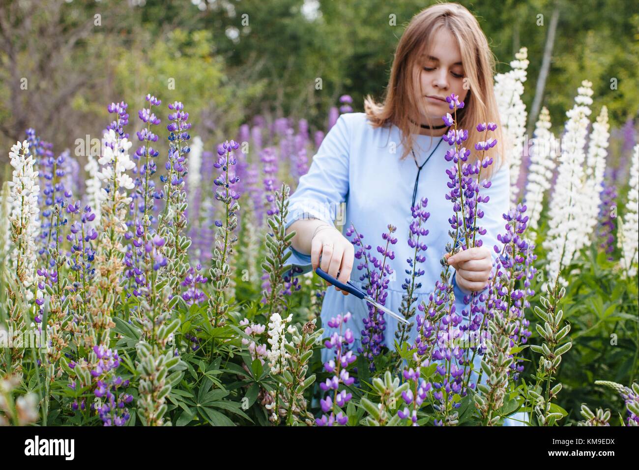 Woman picking flowers in a garden Stock Photo - Alamy