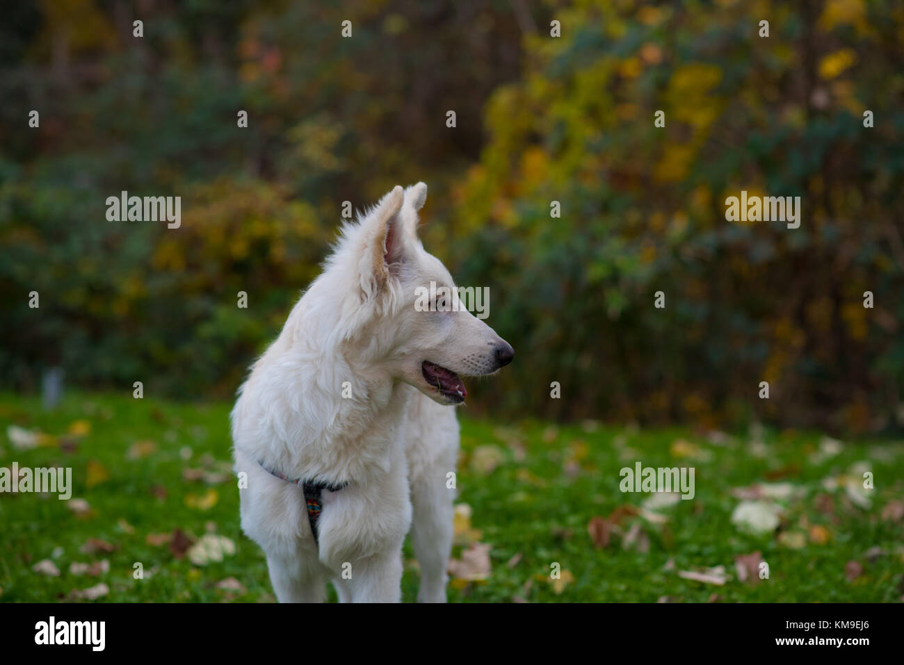 Dog sideways view hi-res stock photography and images - Alamy