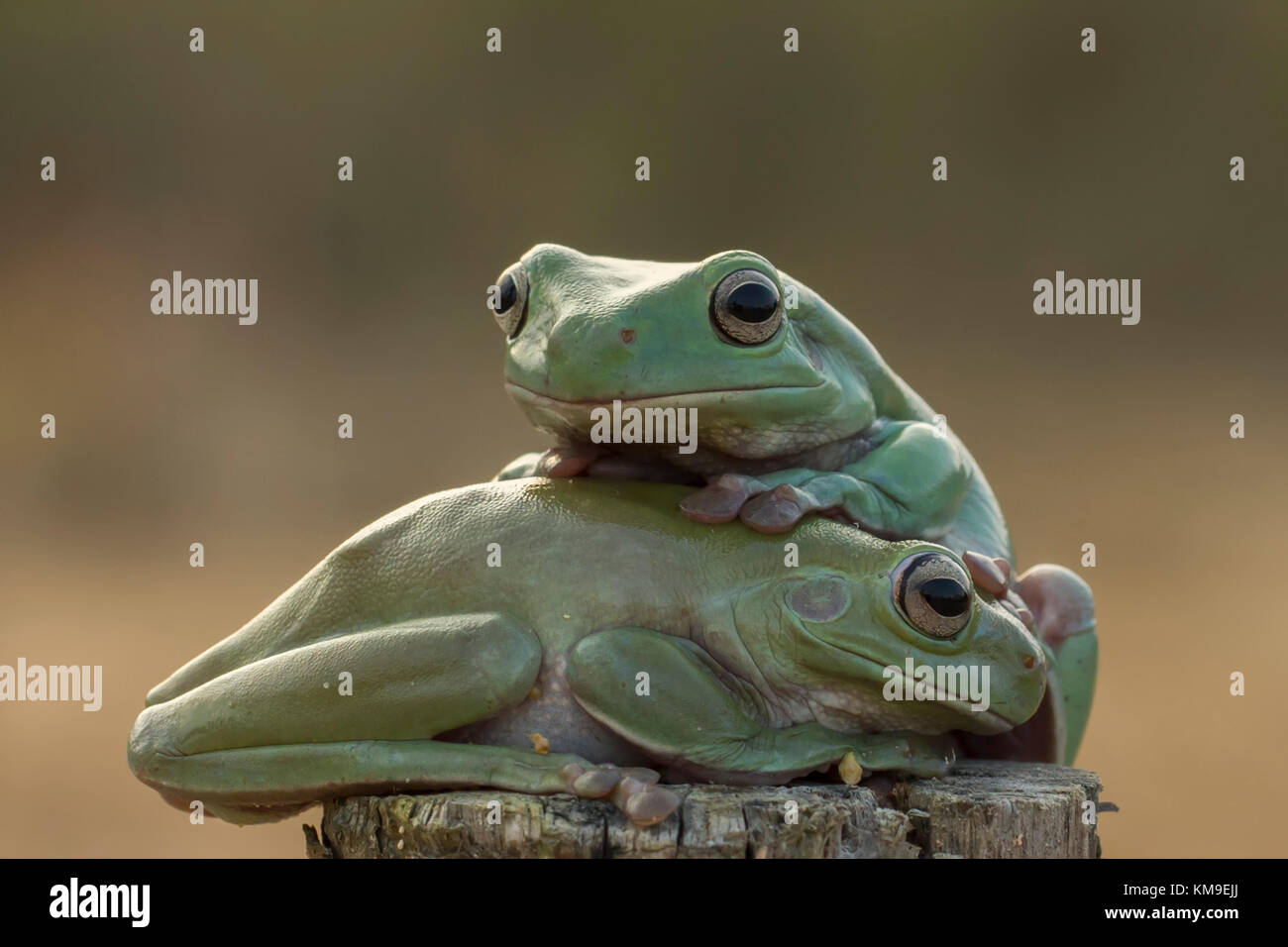 Two dumpy tree frogs sitting together, Indonesia Stock Photo - Alamy