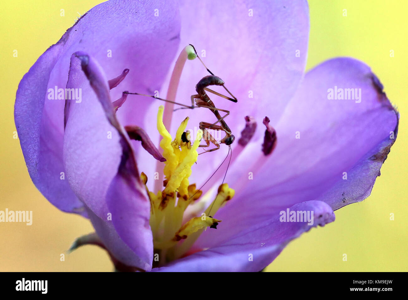 Mantis inside a flower head, Indonesia Stock Photo - Alamy