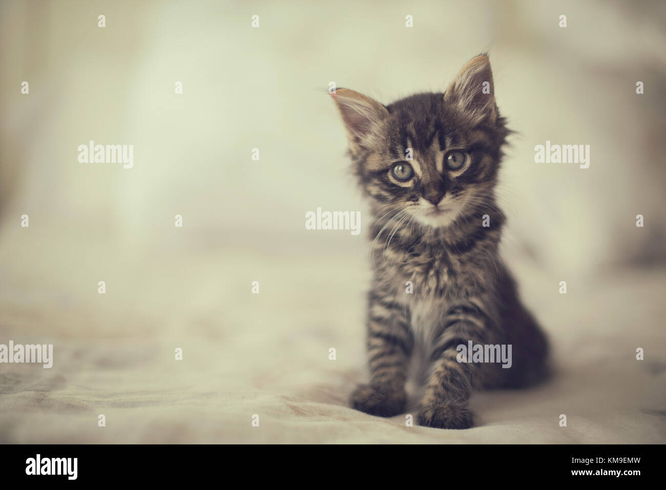 Portrait of a kitten Stock Photo - Alamy