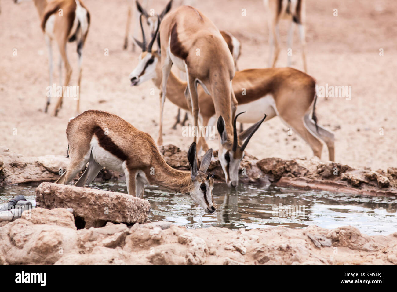 Springbok drinking at a waterhole, Kgalagadi Transfrontier Park, South ...