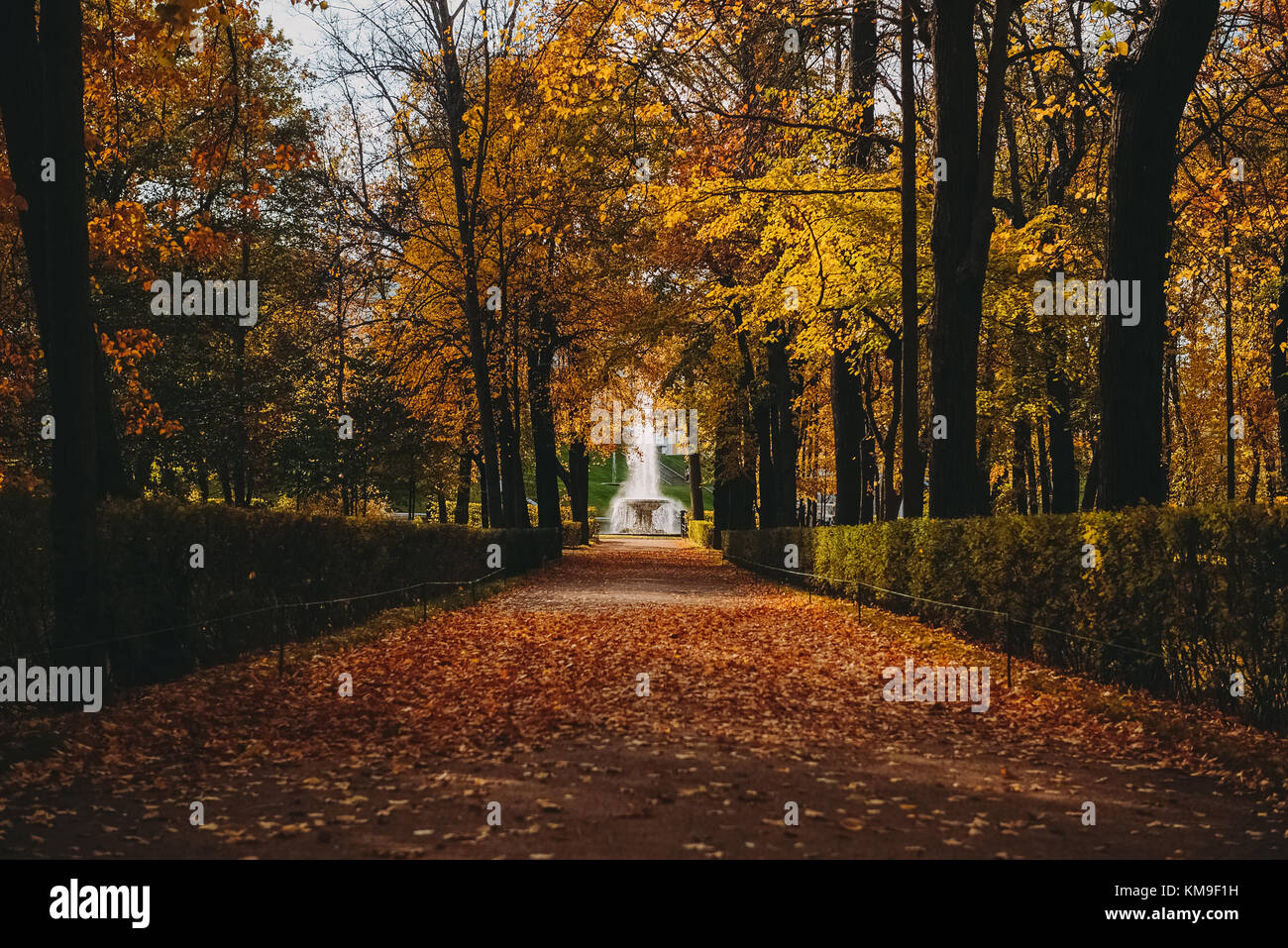 Footpath leading to water fountain, Peterhof, Saint Petersburg, Russia ...