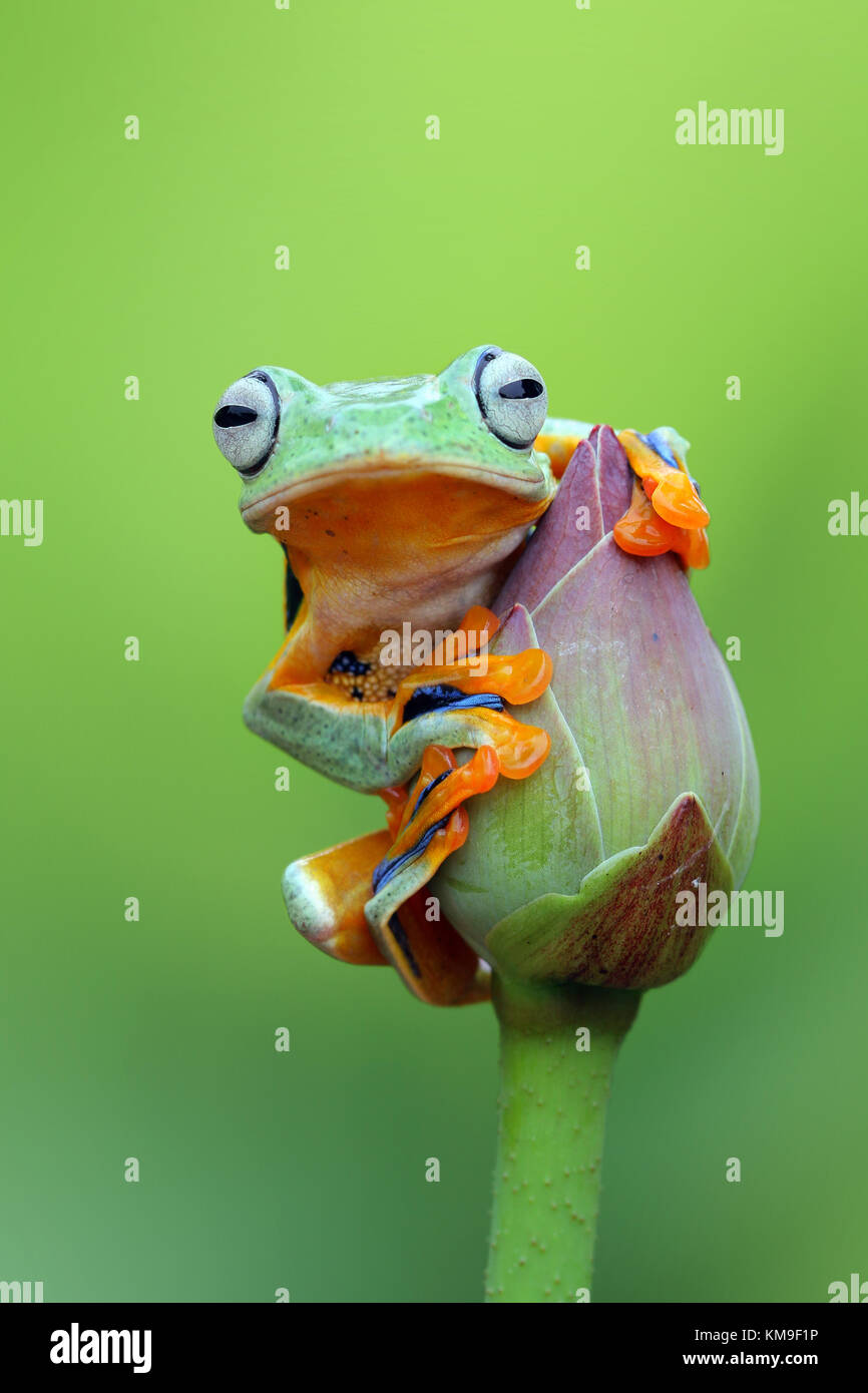 Frog sitting on lotus flower hi-res stock photography and images - Alamy