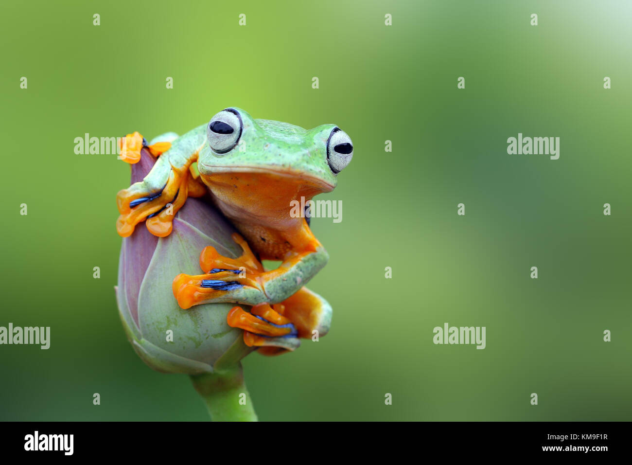 Javan tree frog sitting on a lotus flower bud Stock Photo - Alamy