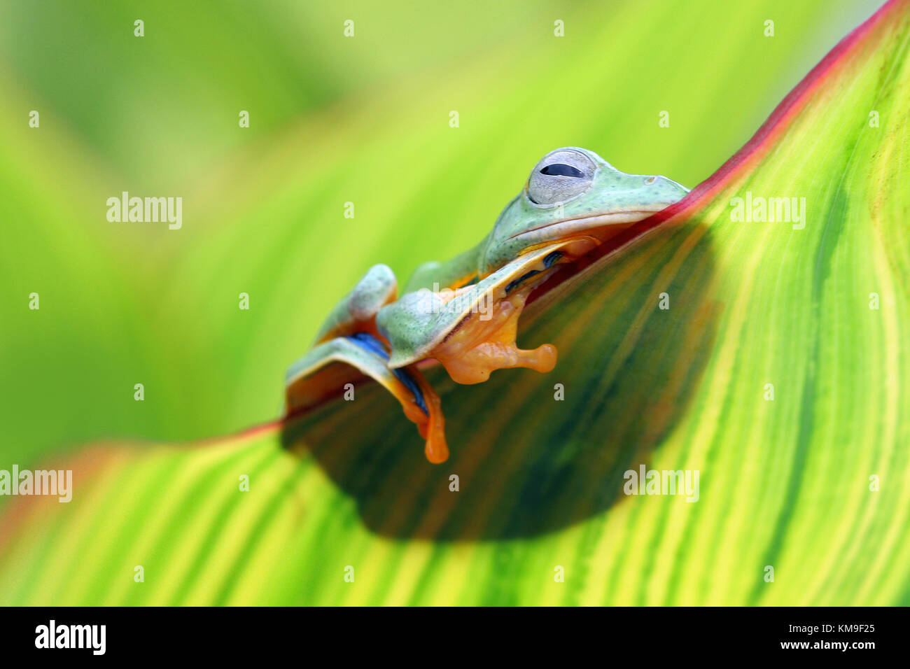Javan tree frog on a leaf Stock Photo - Alamy