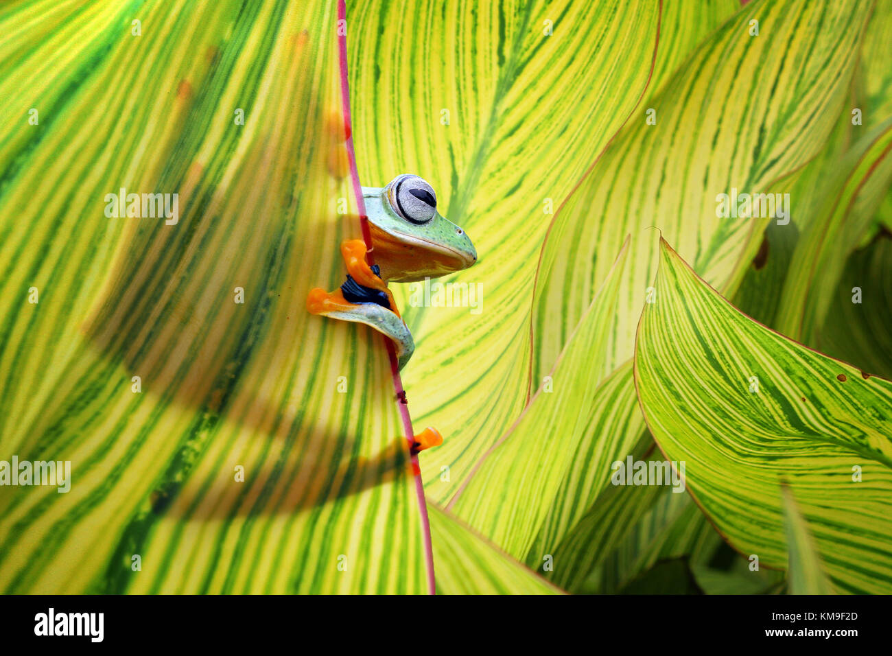 Javan Tree Frog High Resolution Stock Photography and Images - Alamy