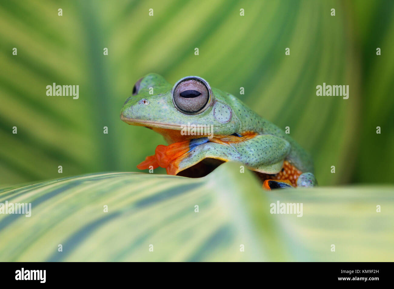 Javan tree frog on a leaf Stock Photo - Alamy