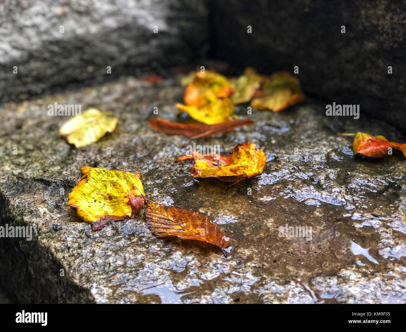 Step on leaves hi-res stock photography and images - Alamy