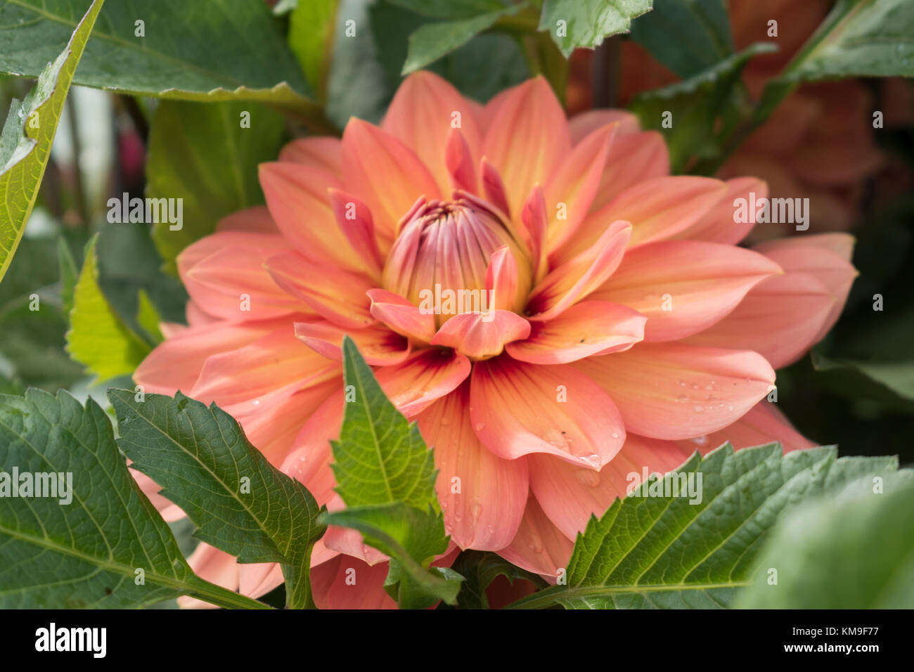 Dahlia's garden border hi-res stock photography and images - Alamy