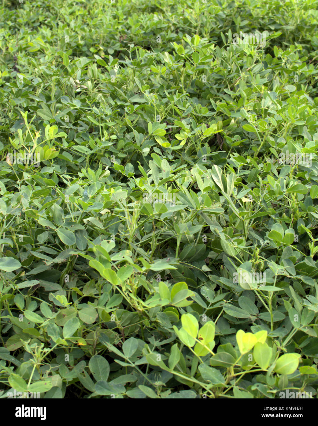 Georgia farm farming agriculture hi-res stock photography and images ...