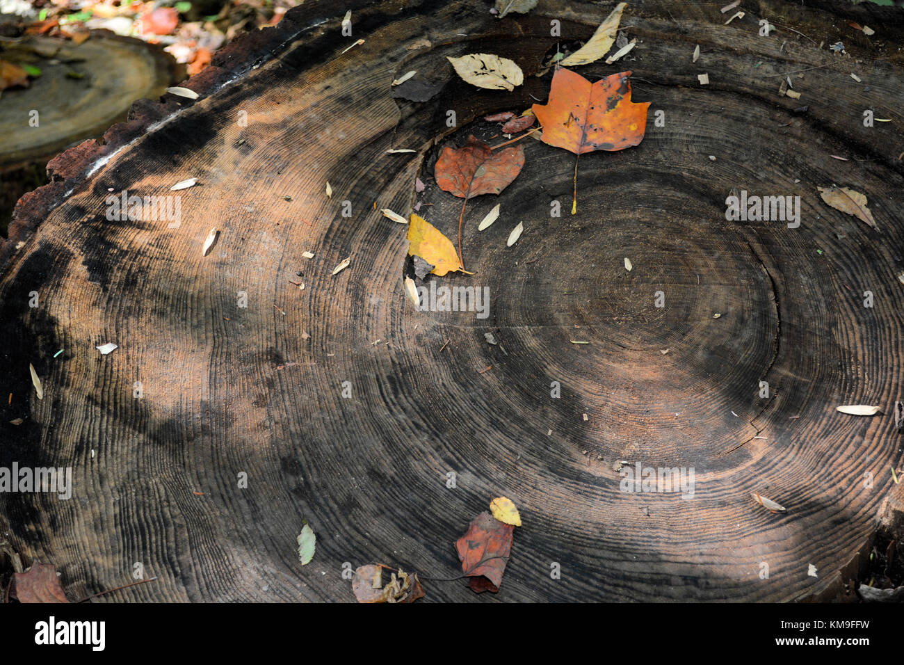 Fall leaves on a stump of a giant Stock Photo - Alamy