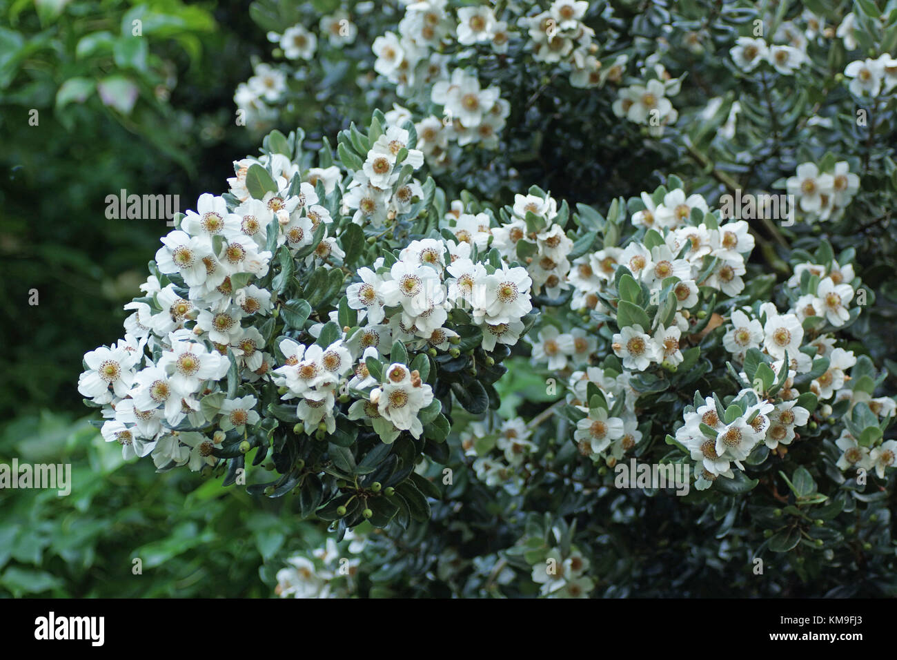 Ulmo eucryphia cordifolia hi-res stock photography and images - Alamy