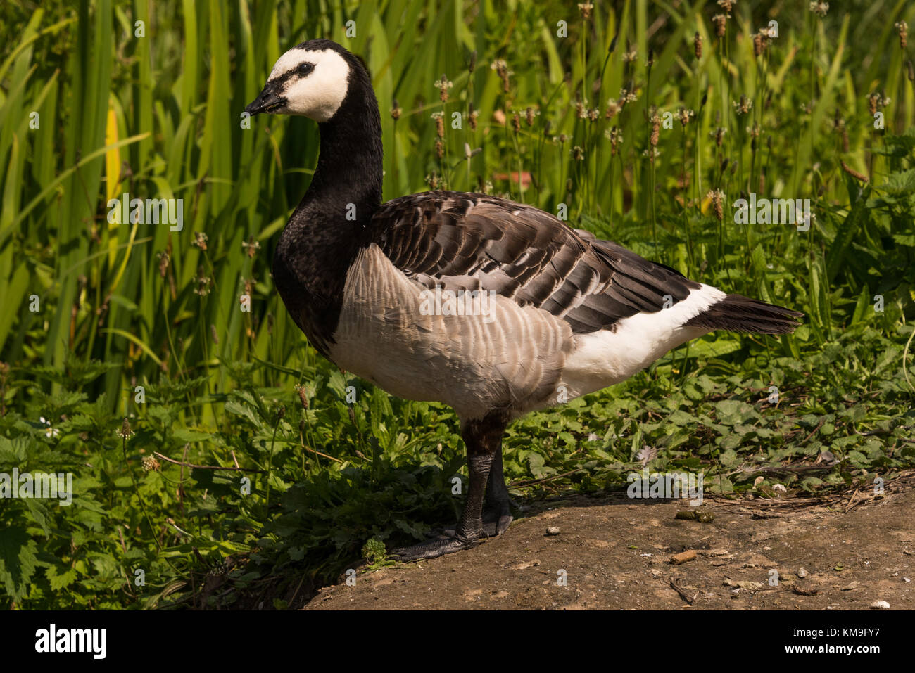 european Barnacle Geese (Branta leucopsis) sitting in gras Stock Photo ...