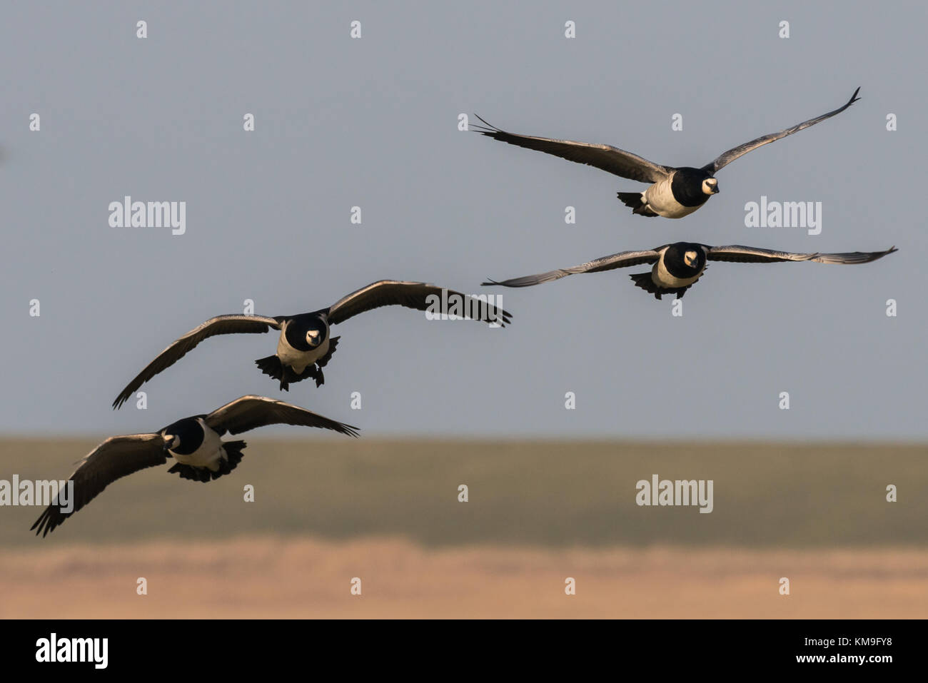European Barnacle Geese (Branta leucopsis) in flight Stock Photo - Alamy
