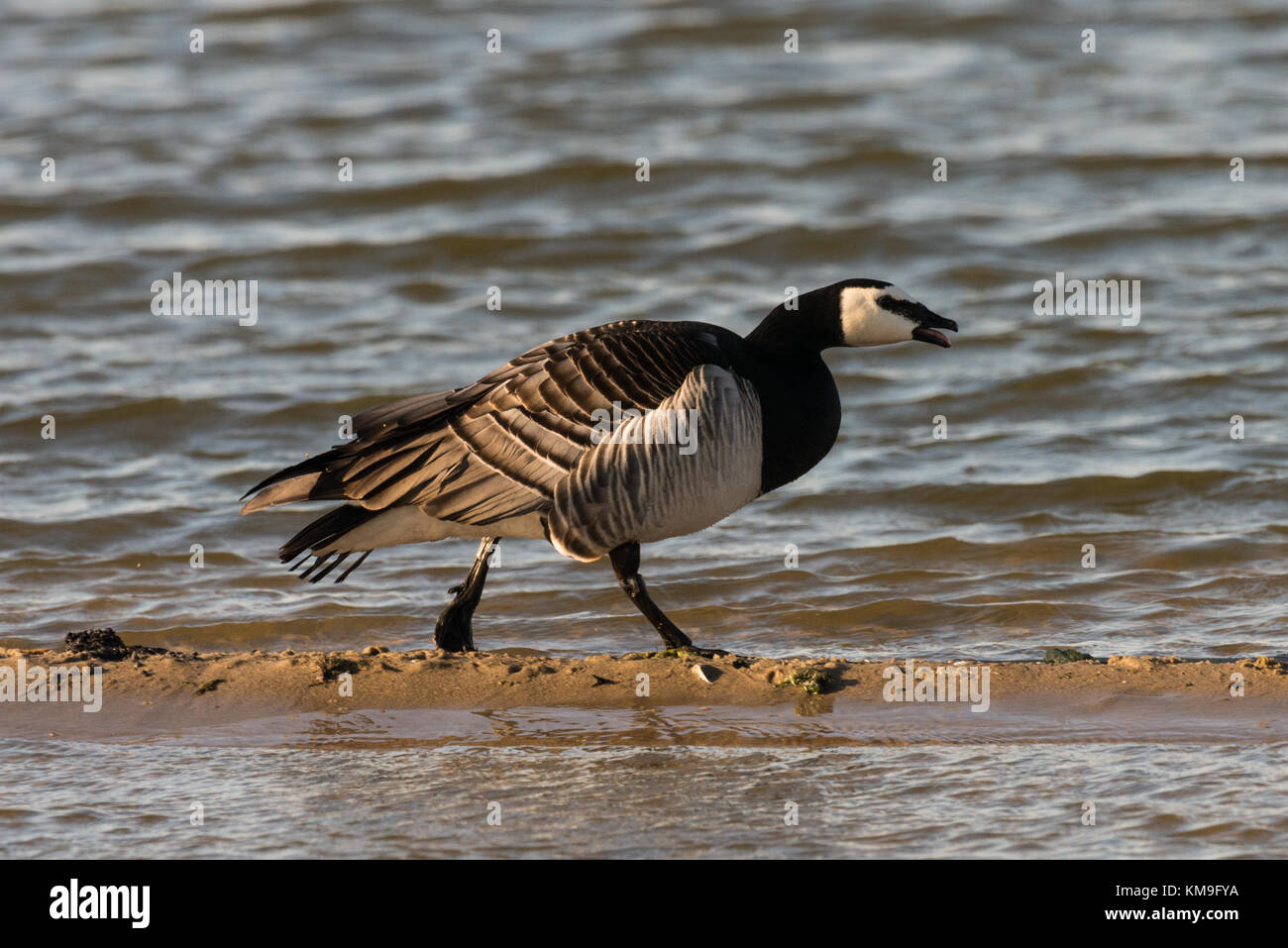European Barnacle Geese Branta leucopsis at the beach Stock Photo - Alamy