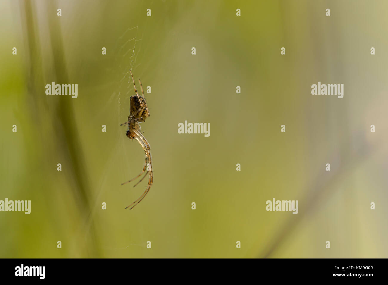 tiny spider hanging in his web Stock Photo - Alamy