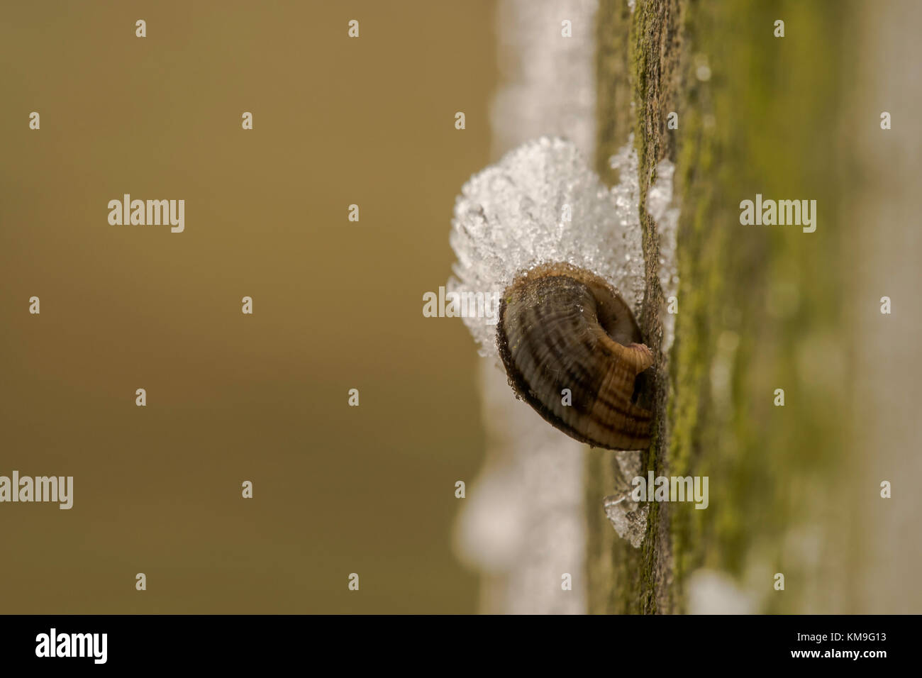 Tail Snail High Resolution Stock Photography and Images - Alamy