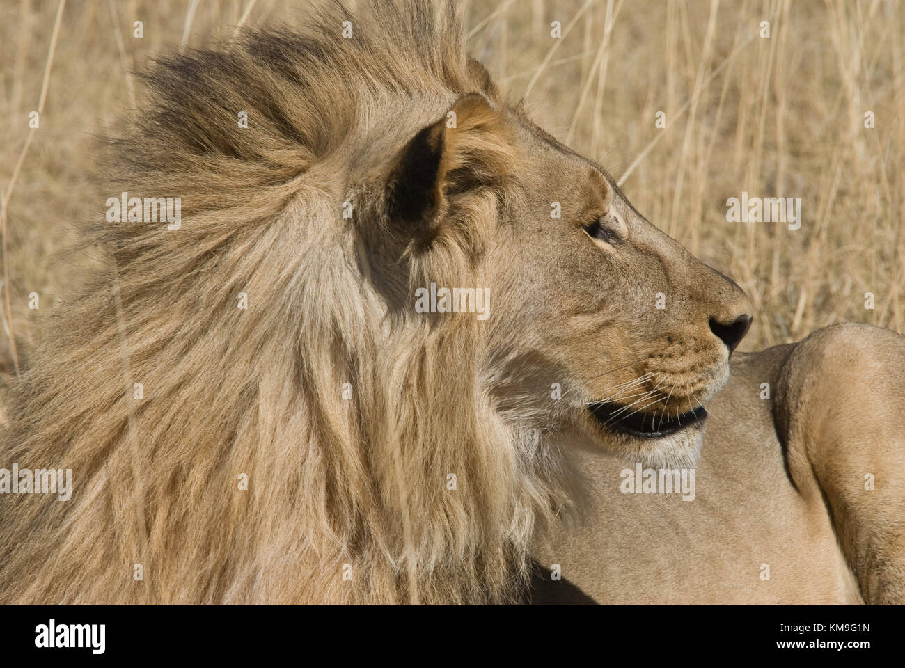The portrait of a male lion Stock Photo - Alamy