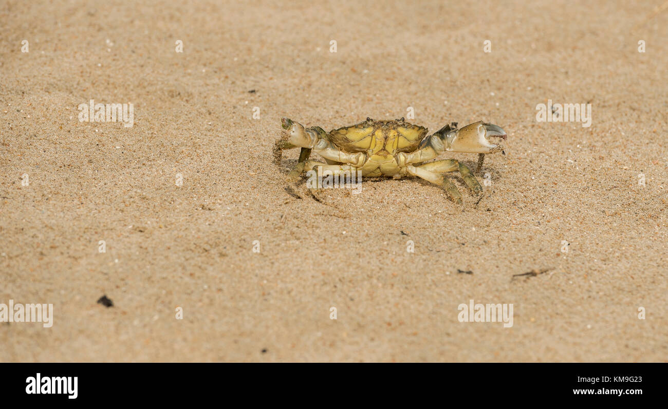 A angry looking beach crab Stock Photo - Alamy