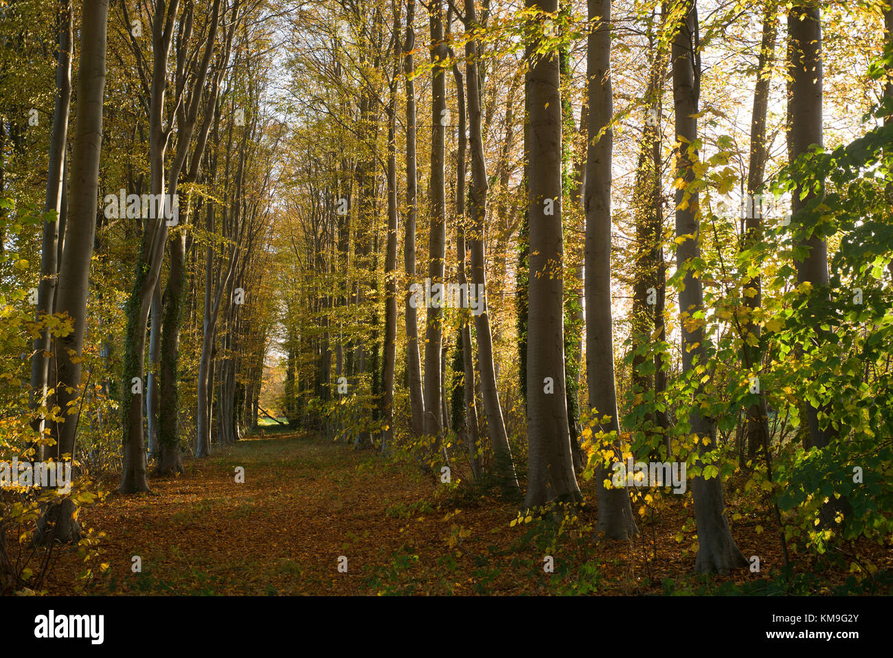 Beech tree double tree hi-res stock photography and images - Alamy