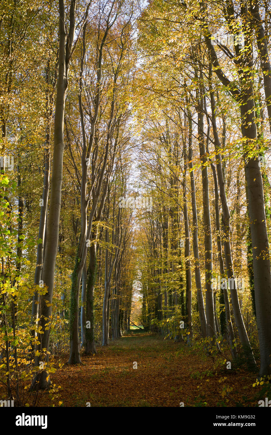 Avenue of tall trees hi-res stock photography and images - Alamy