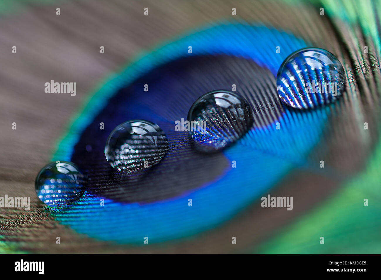 Peacock feather with rain drops background texture Stock Photo - Alamy