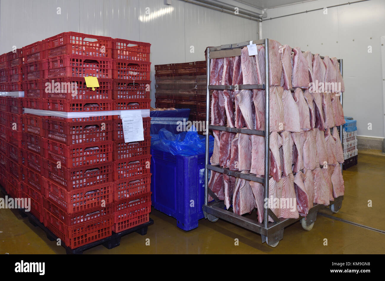 Bacon in the refrigerator warehouse a meat industry Stock Photo - Alamy