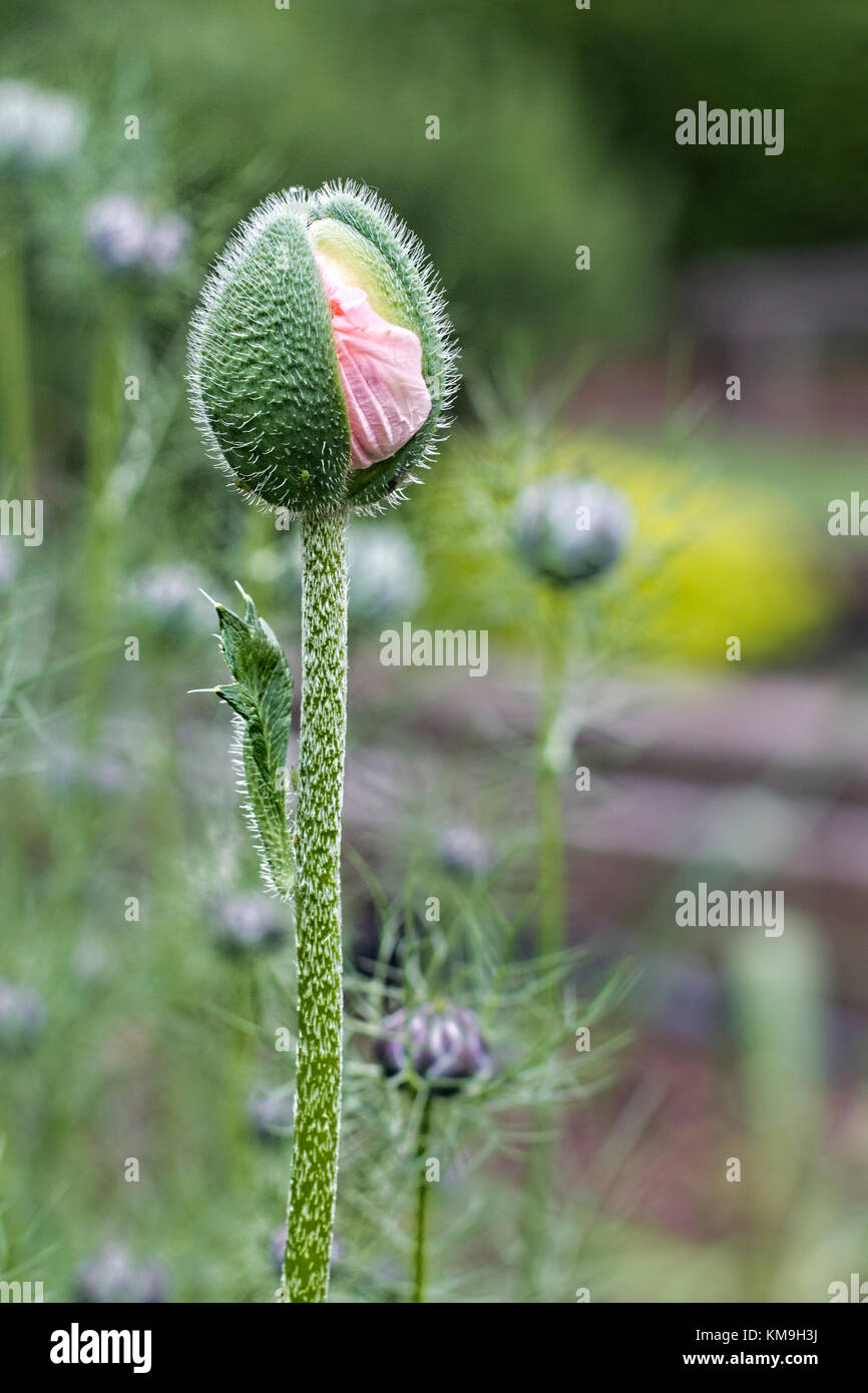 A single pink poppy stem bursting into flower against a background of ...