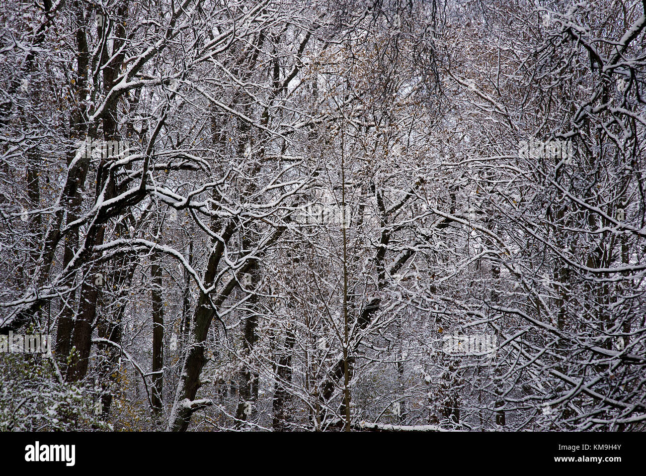 Snowy Winter Forest Landscape Stock Photo - Alamy